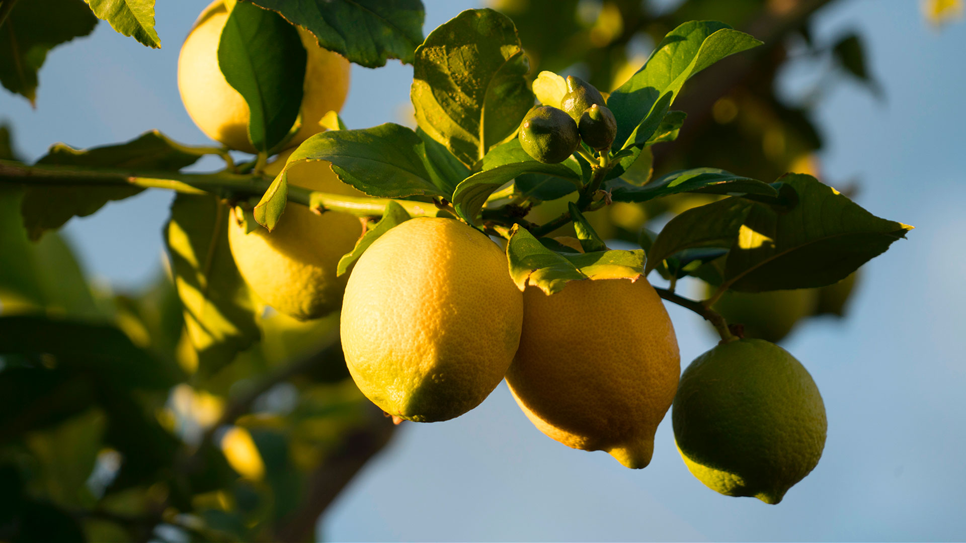 Citron jaune - Au Cœur des Essentielles
